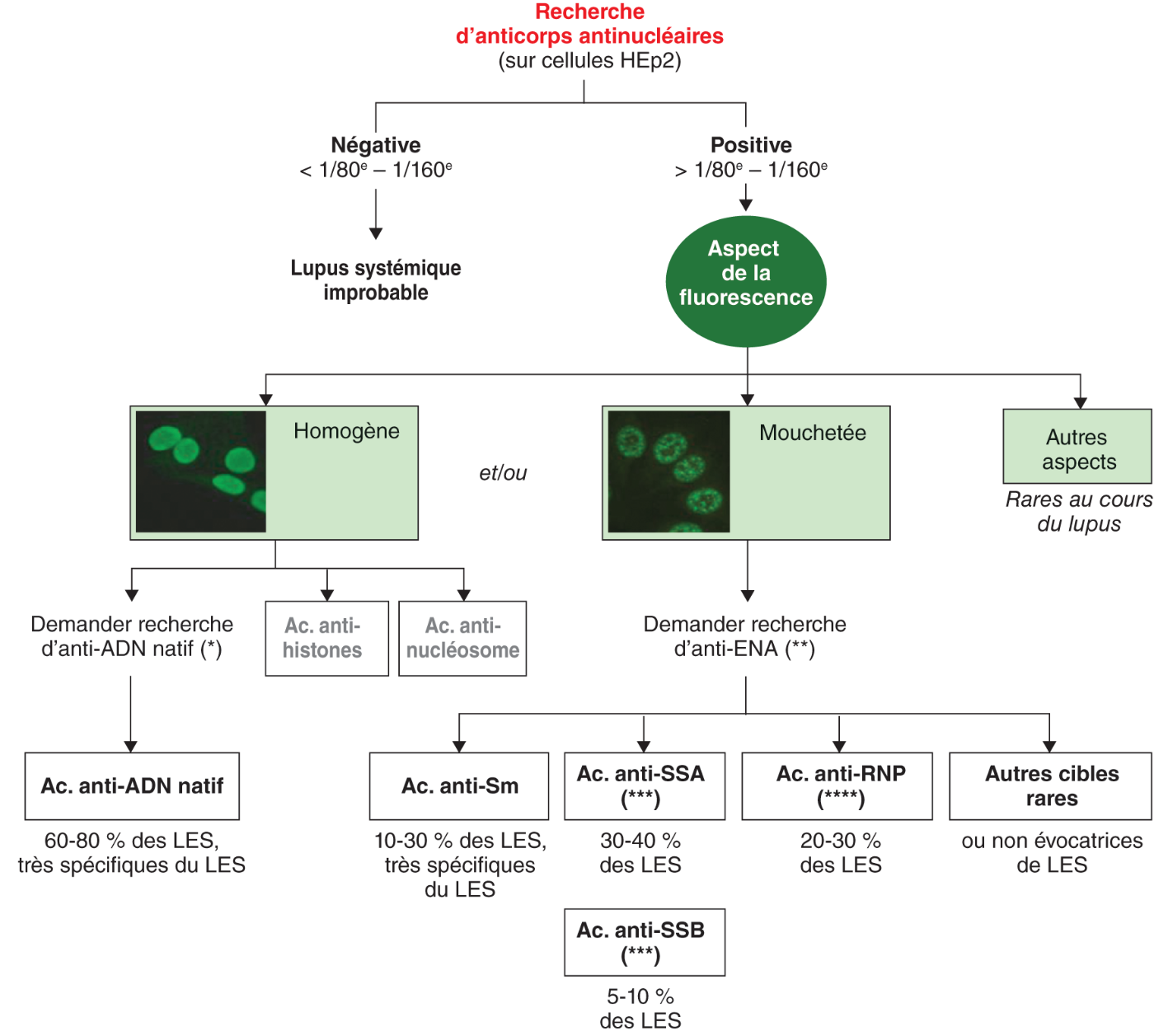 Lupus érythémateux systémique