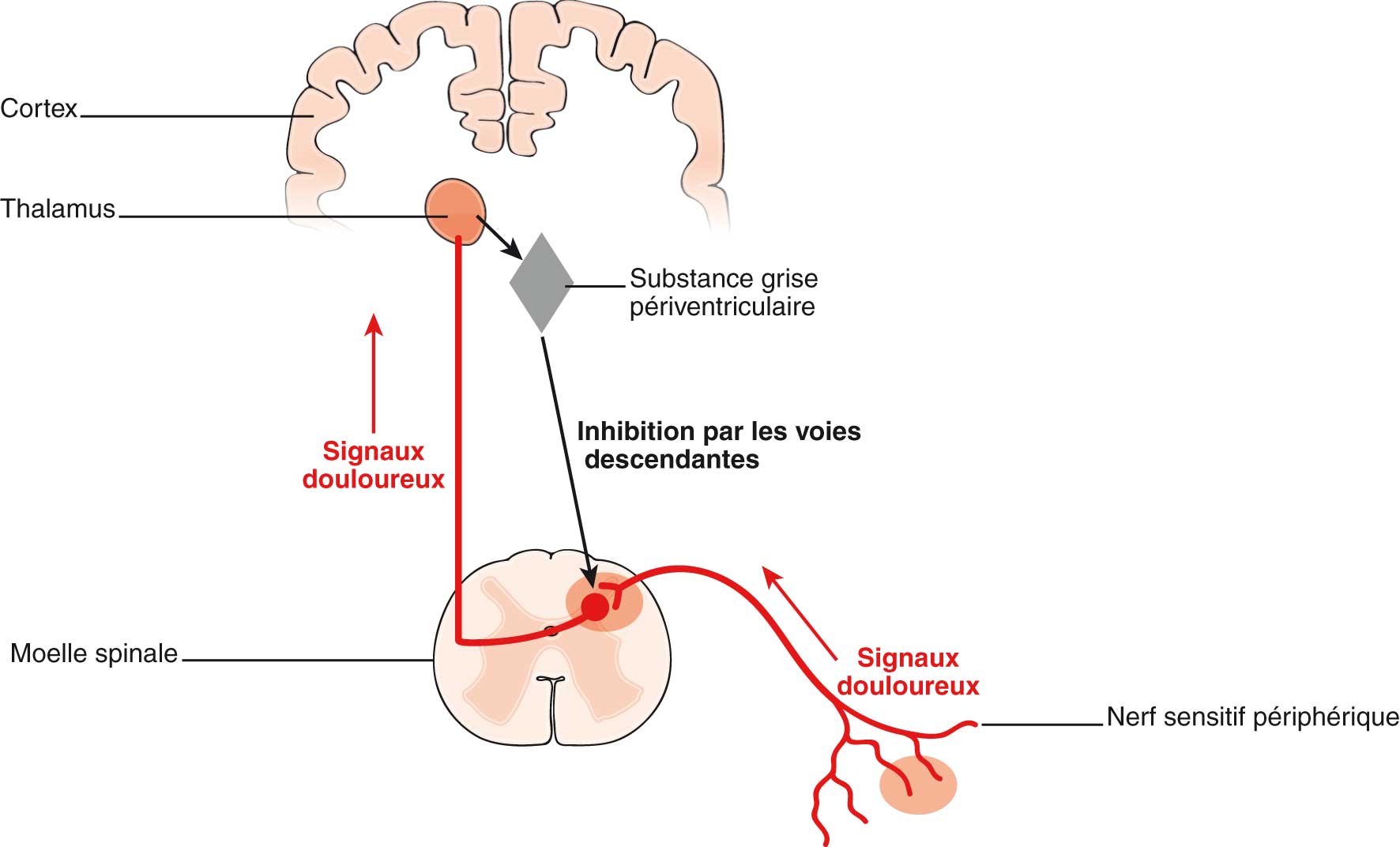 Bases neurophysiologiques, mécanismes physiopathologiques d'une douleur ...